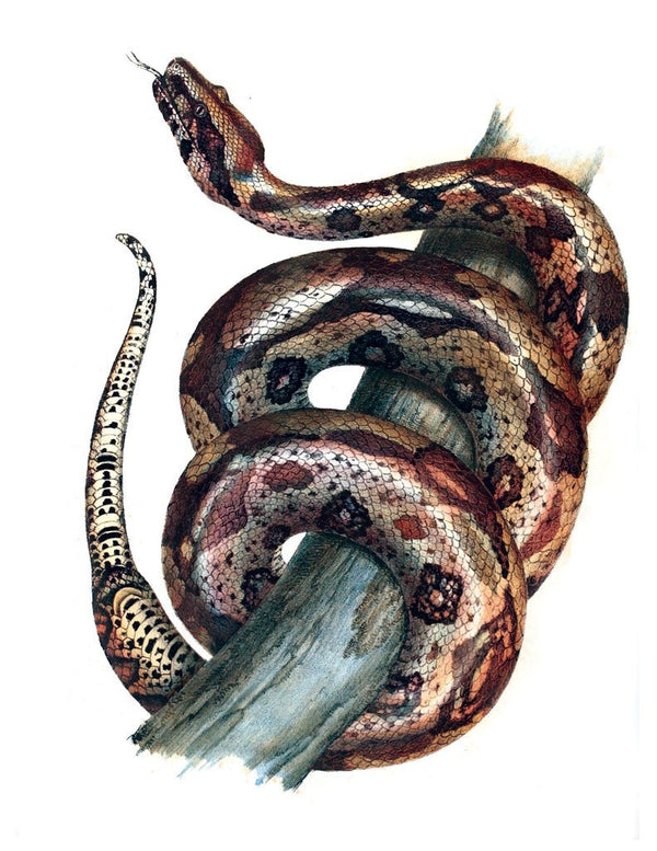 Snakes, Frogs, Turtles, Lizards and More | eBook | Shop Illustrated ...