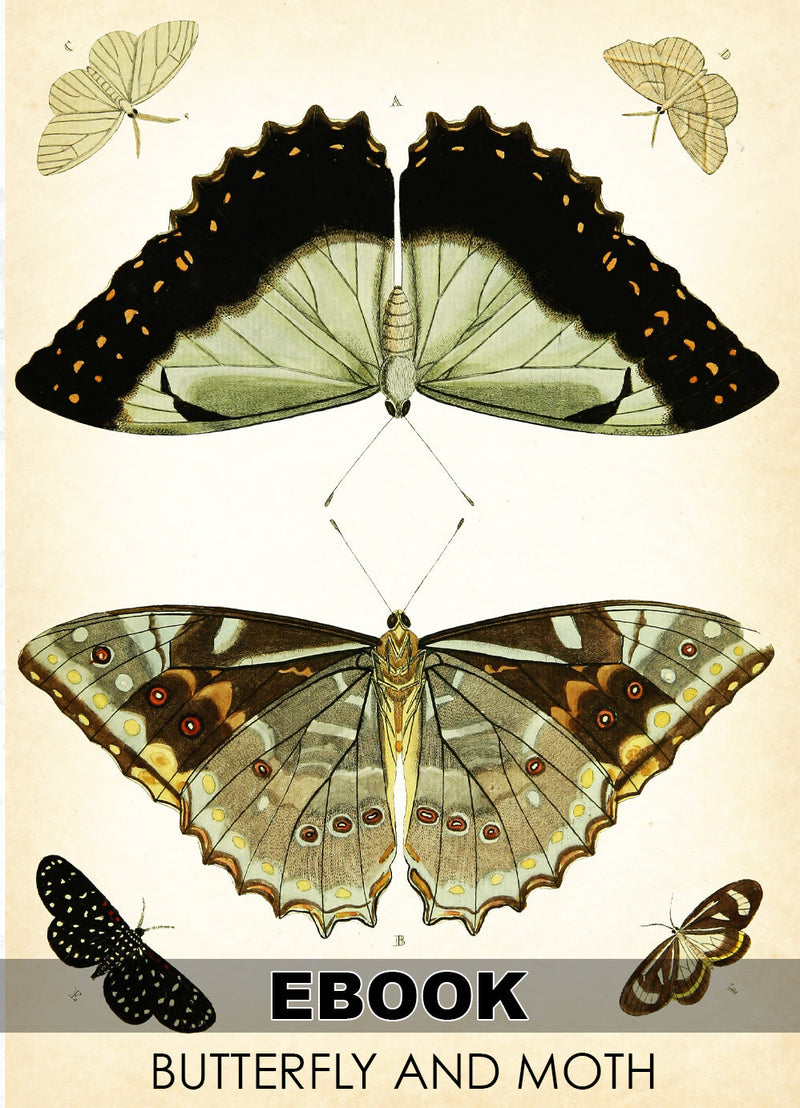 Butterfly and Moth | Shop Illustrated Books, eBooks and Prints