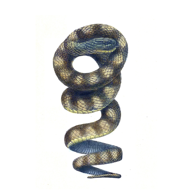Snakes | Shop Illustrated Books, eBooks and Prints