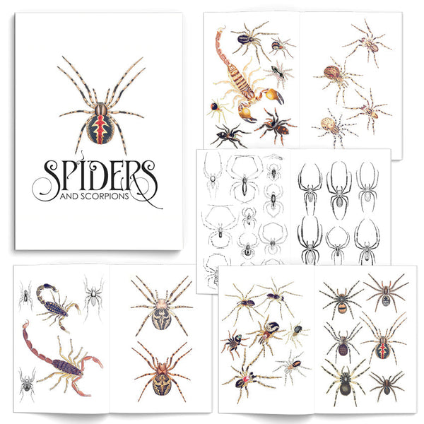 Spiders and Scorpions | Shop Illustrated Books, eBooks and Prints