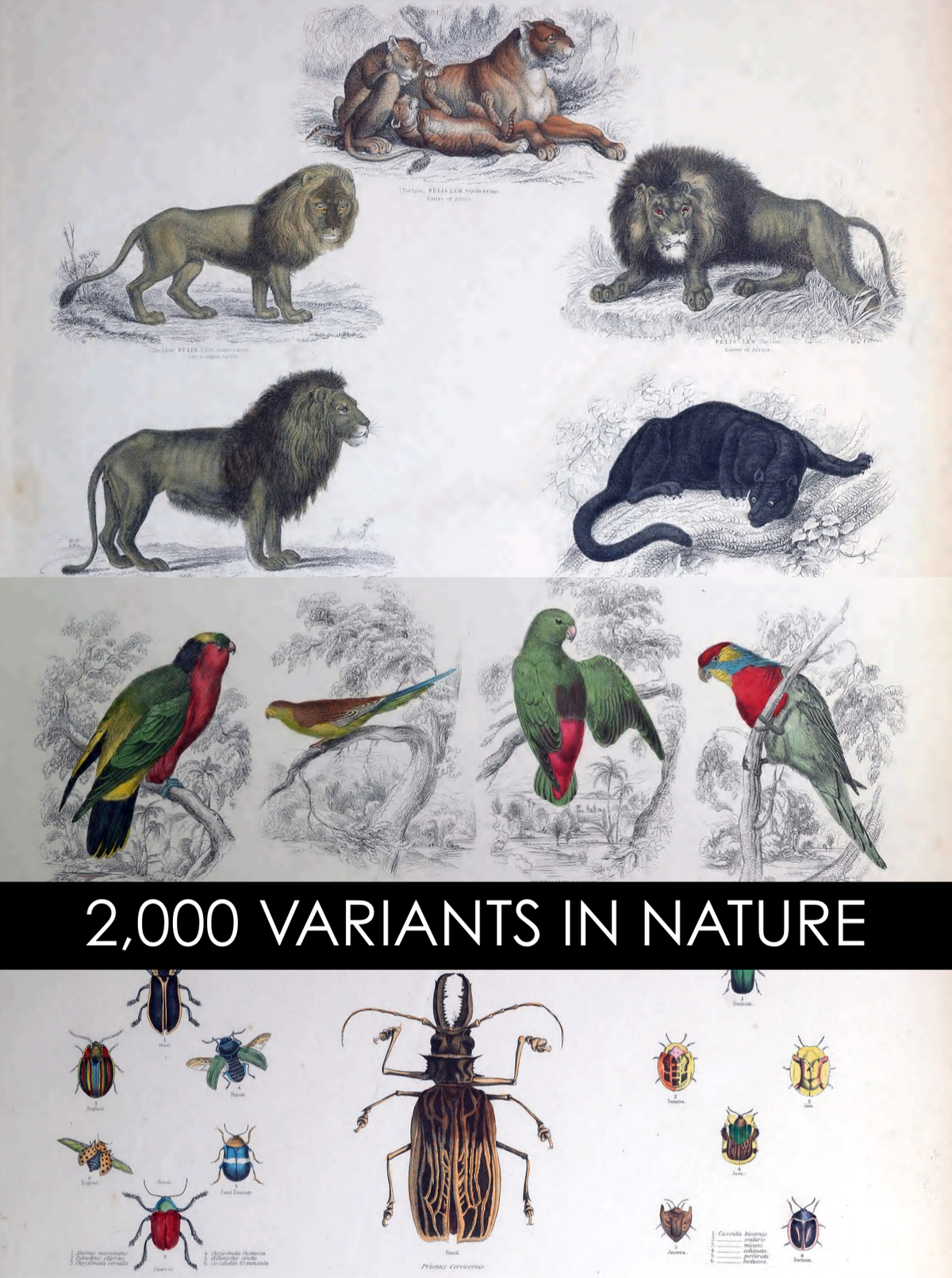 Animals Part 2 | eBook | Shop Illustrated Books, eBooks and Prints