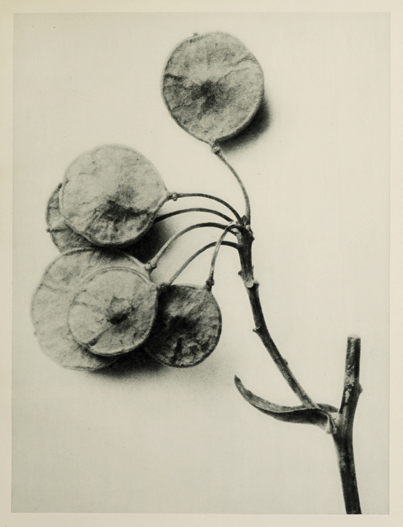 Art forms in nature | Shop Illustrated Books, eBooks and Prints