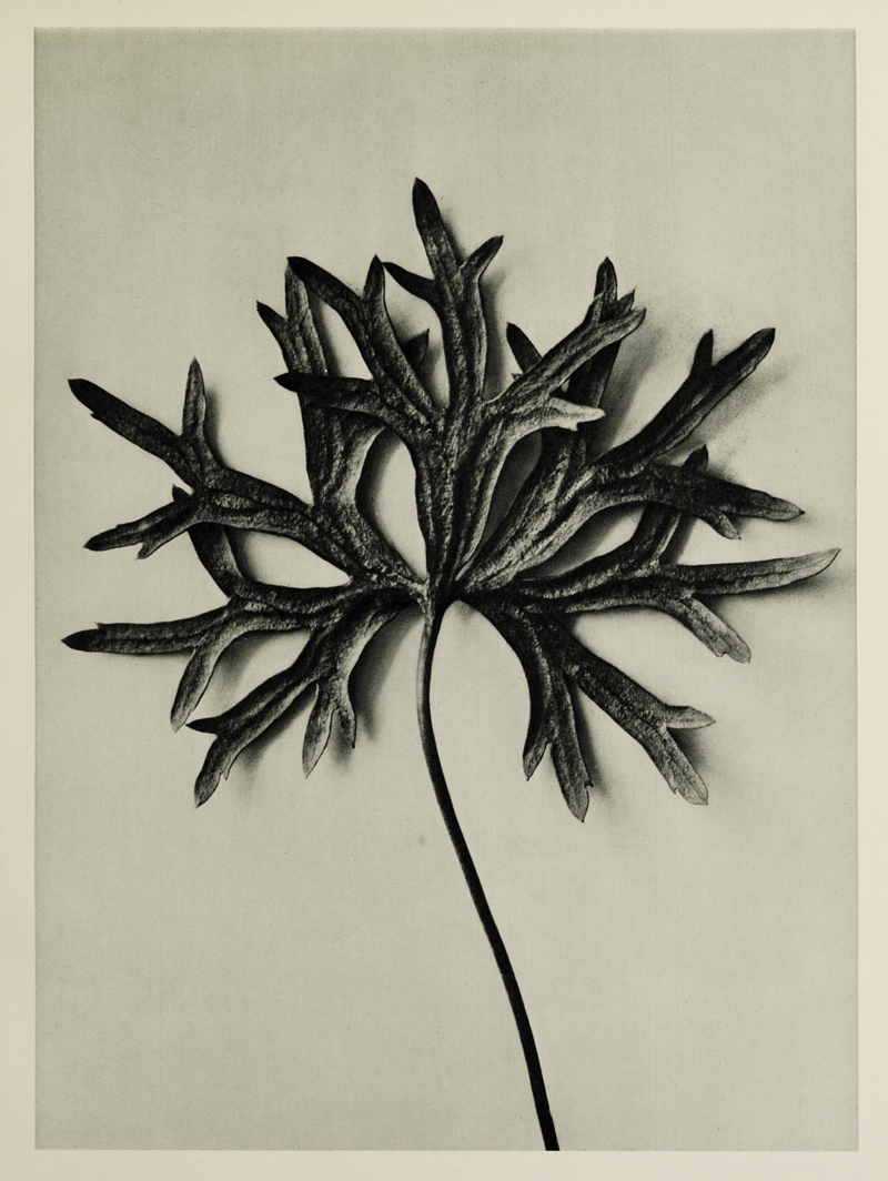 Art forms in nature | Shop Illustrated Books, eBooks and Prints