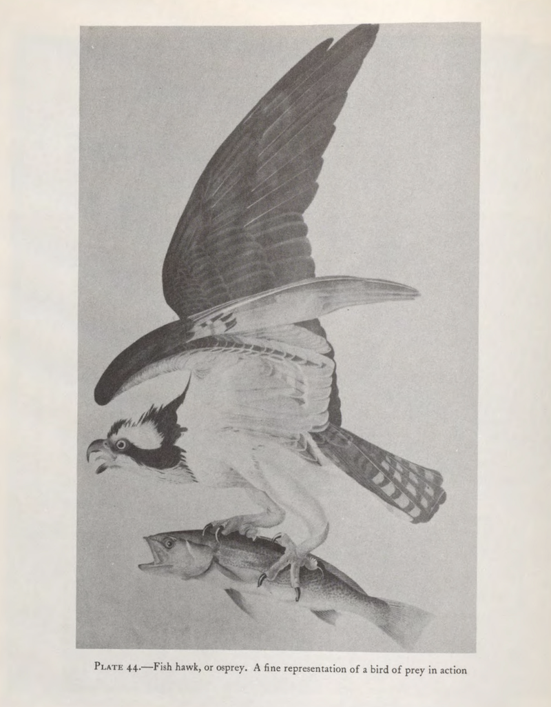 Birds 1 | eBook | Shop Illustrated Books, eBooks and Prints