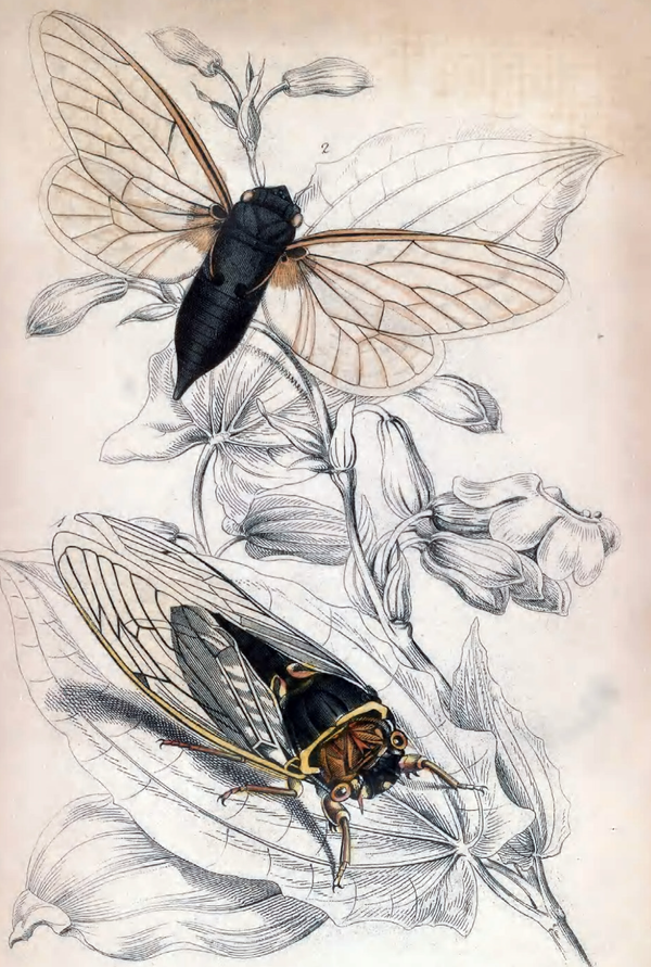 entomology | Shop Illustrated Books, eBooks and Prints