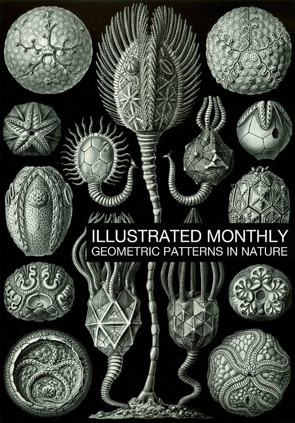 Geometric Patterns in Nature | Shop Illustrated Books, eBooks and Prints