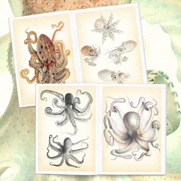 Octopus & Squid | Shop Illustrated Books, eBooks and Prints