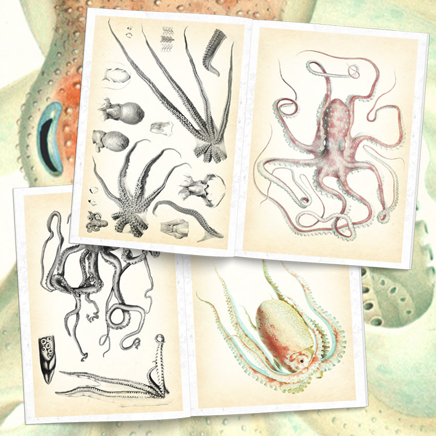 Octopus & Squid | Shop Illustrated Books, eBooks and Prints