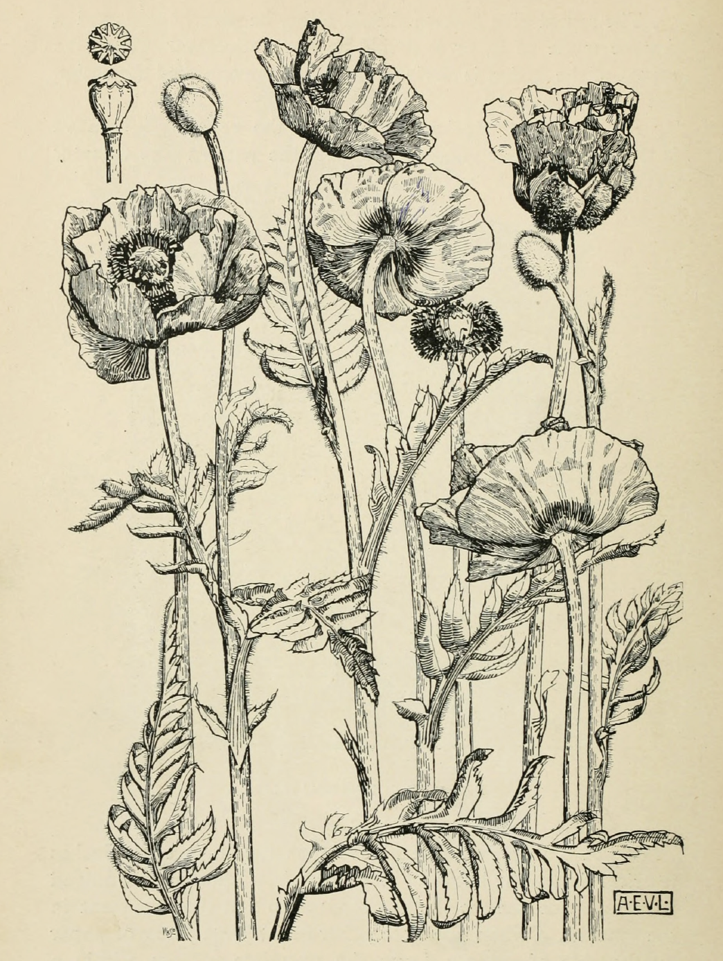 plant study | Shop Illustrated Books, eBooks and Prints