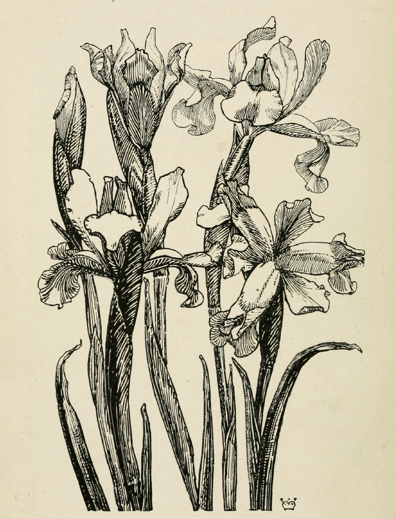 plant study | Shop Illustrated Books, eBooks and Prints