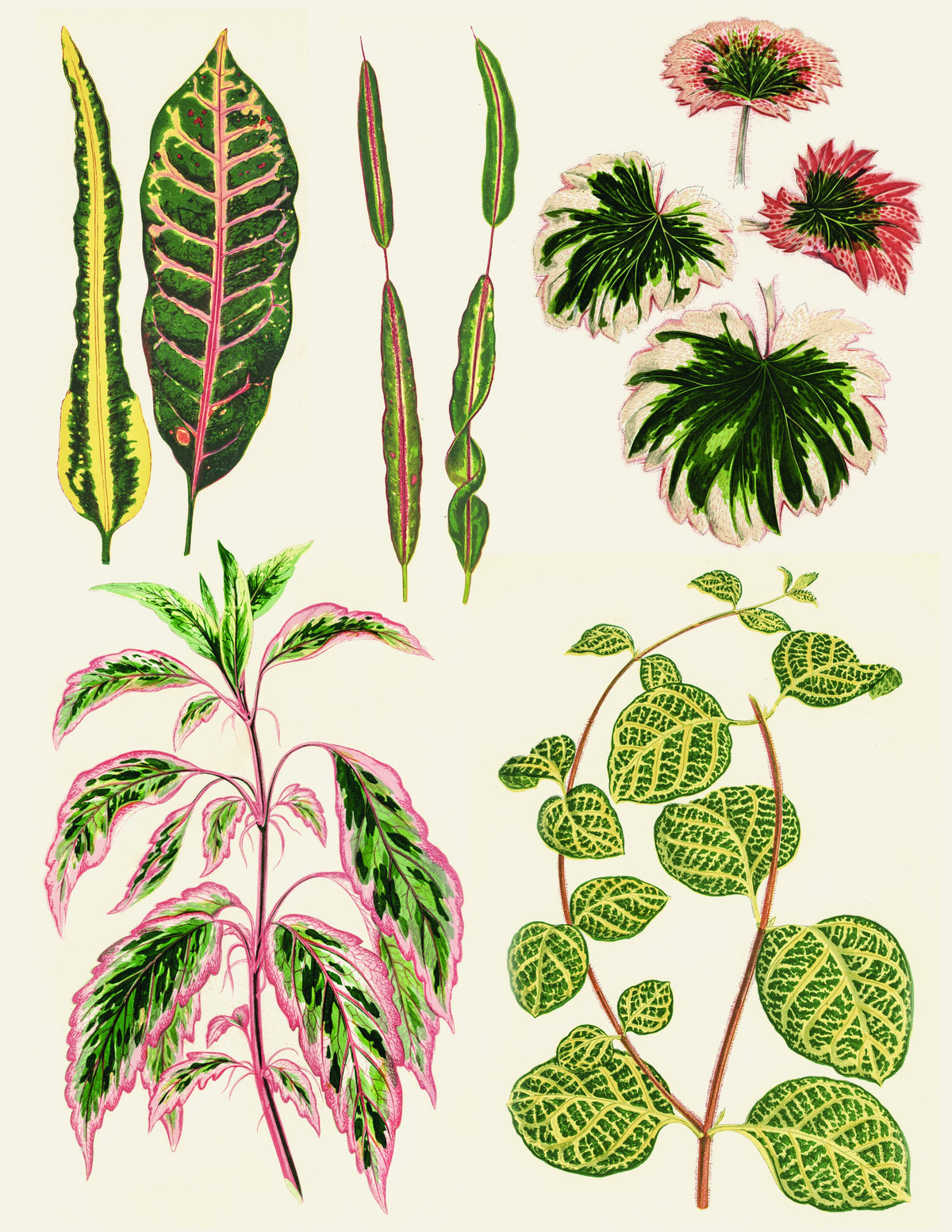 rare leaves | Shop Illustrated Books, eBooks and Prints