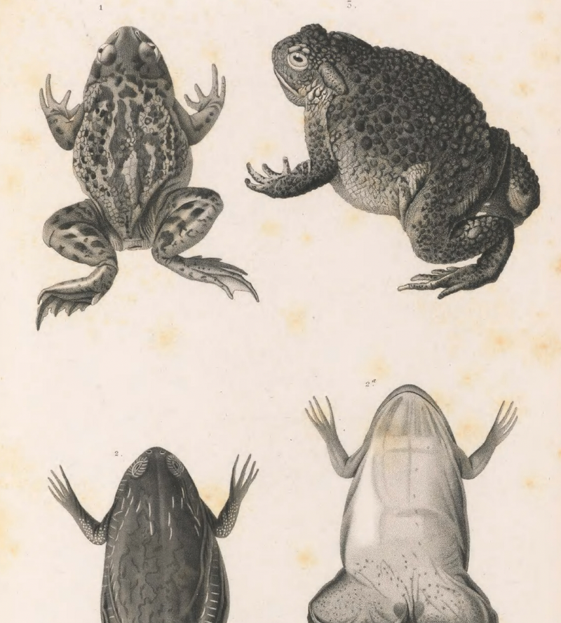 Snakes, Frogs, Turtles, Lizards and More | eBook | Shop Illustrated ...