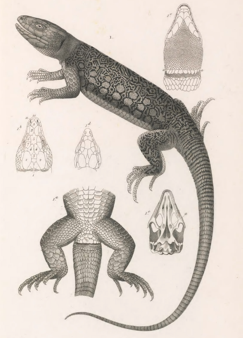 Snakes, Frogs, Turtles, Lizards and More | eBook | Shop Illustrated ...