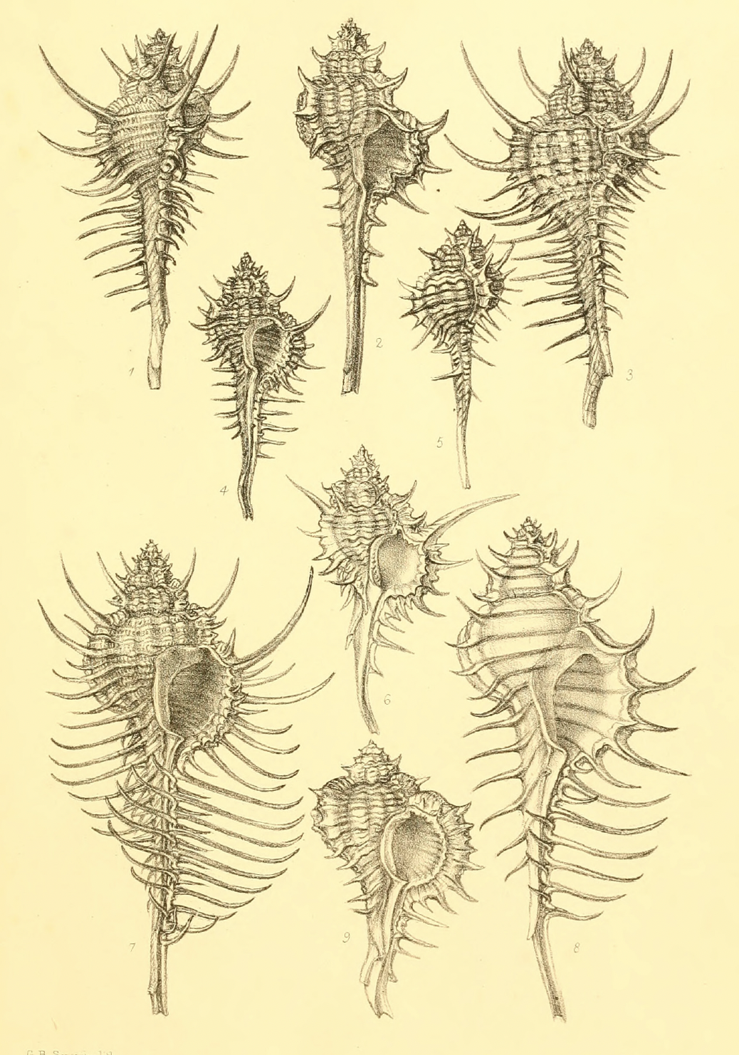 Shells | Shop Illustrated Books, eBooks and Prints