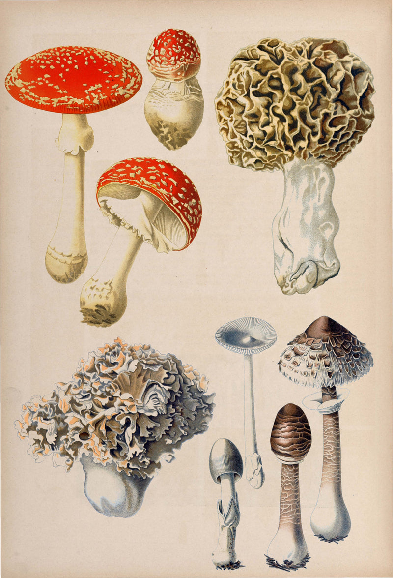 shrooms | Shop Illustrated Books, eBooks and Prints