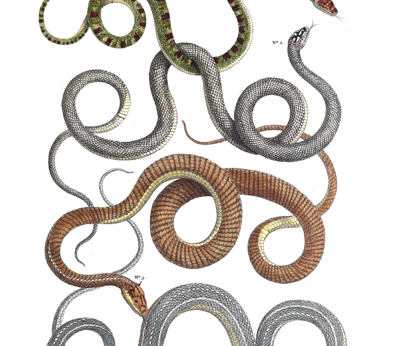 Snakes | Shop Illustrated Books, eBooks and Prints
