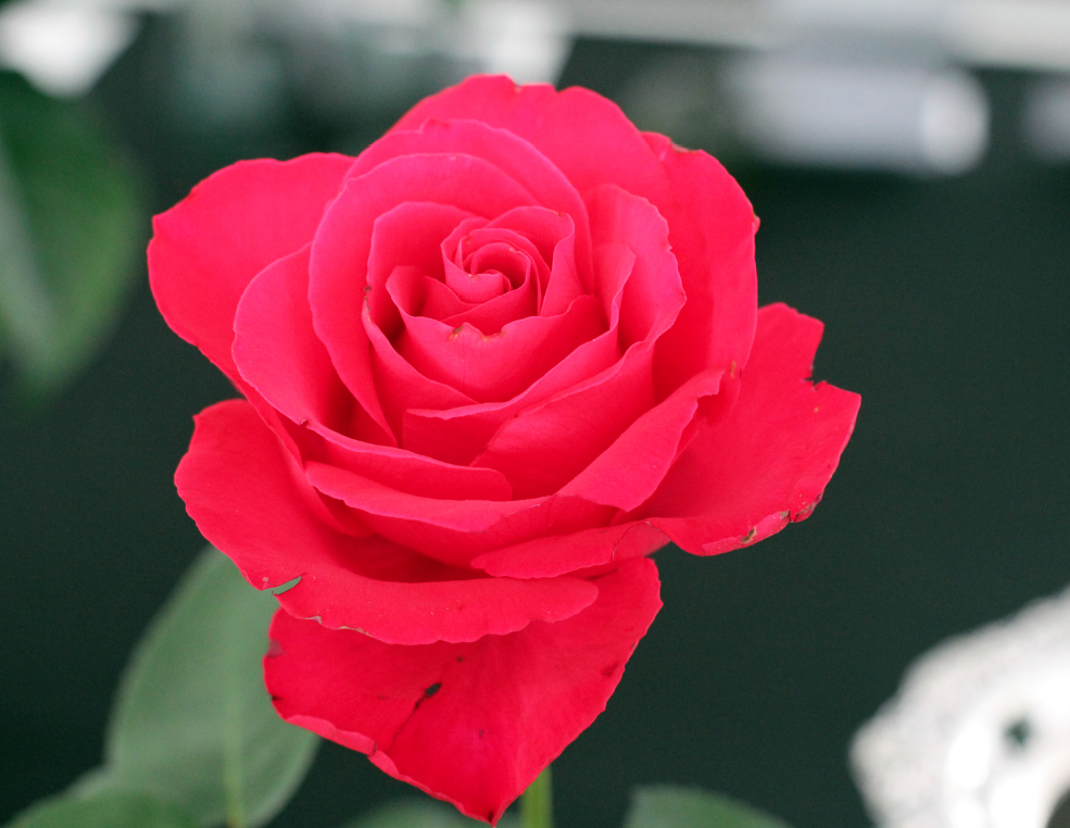 The Ultimate Rose Book | eBook | Shop Illustrated Books, eBooks and Prints