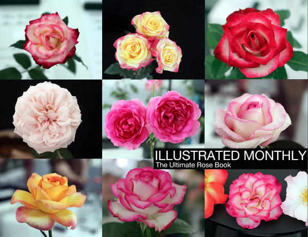 The Ultimate Rose Book | eBook | Shop Illustrated Books, eBooks and Prints